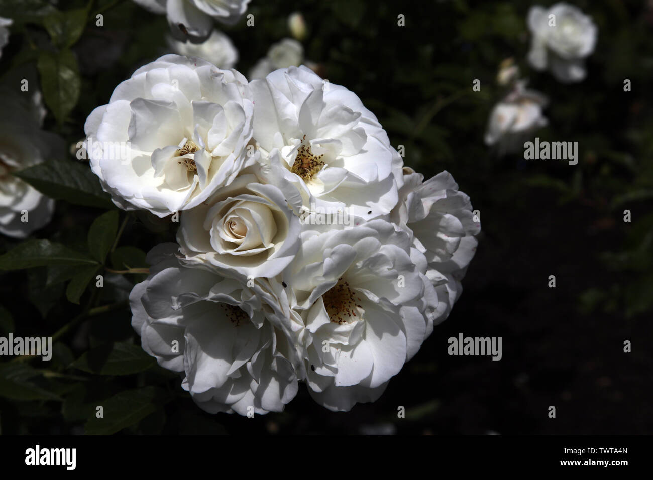 Rosa iceberg korbin hi-res stock photography and images - Alamy