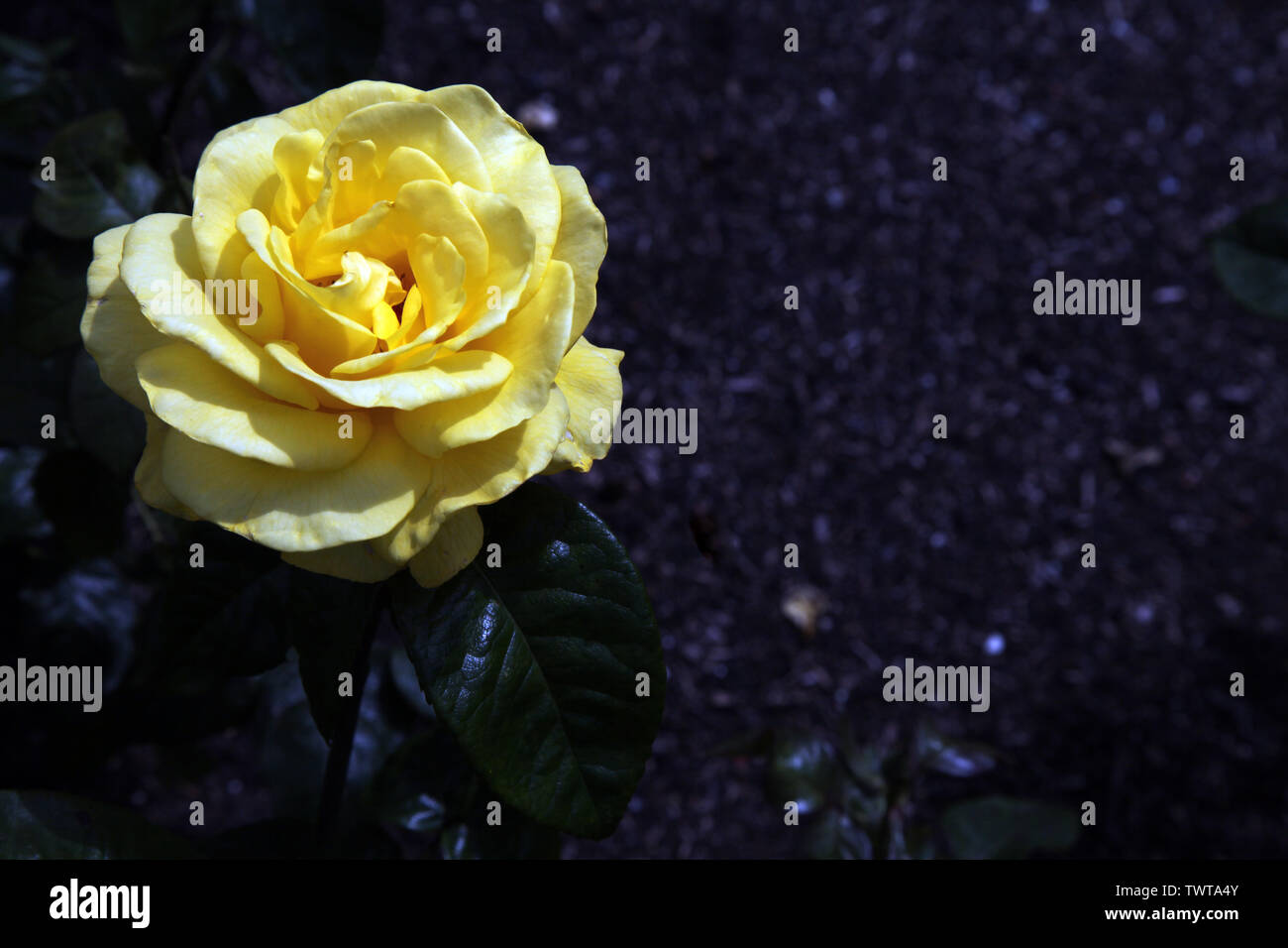 Single golden wedding rose in bloom hi-res stock photography and images ...