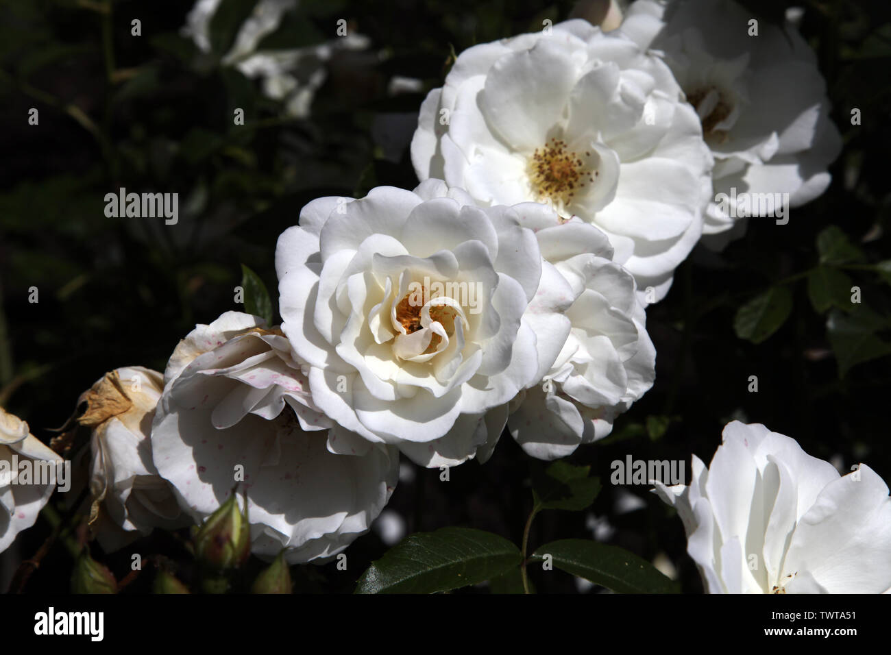 Rosa iceberg korbin hi-res stock photography and images - Alamy