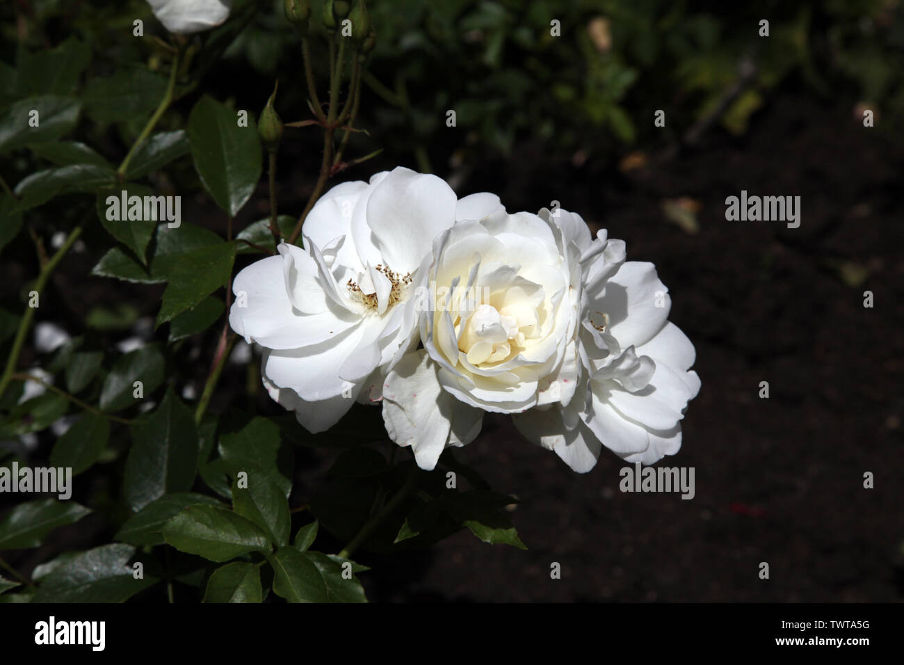 Rosa Iceberg 'Korbin' (F) floribunda rose heads in bloom during summer ...