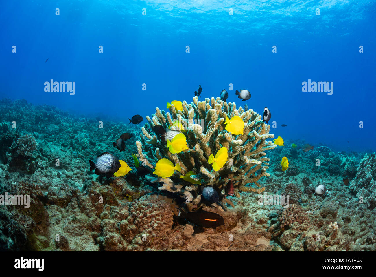 Hawaiian domino damselfish, Dascyllus albisella, endemic to Hawaii, aka ...