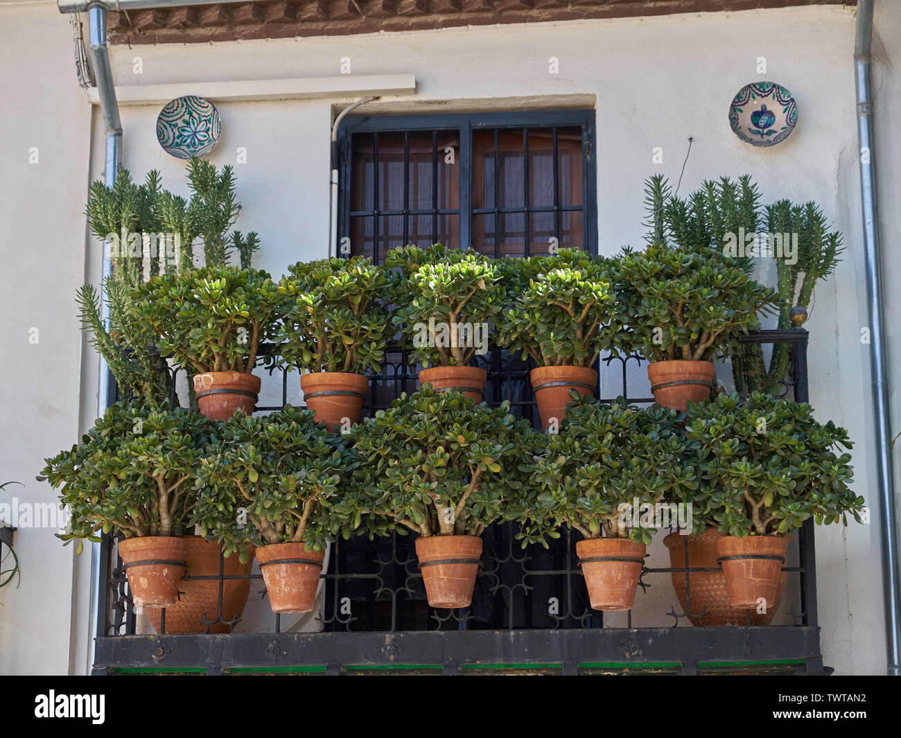 Jade plants crassula ovata hi-res stock photography and images - Alamy