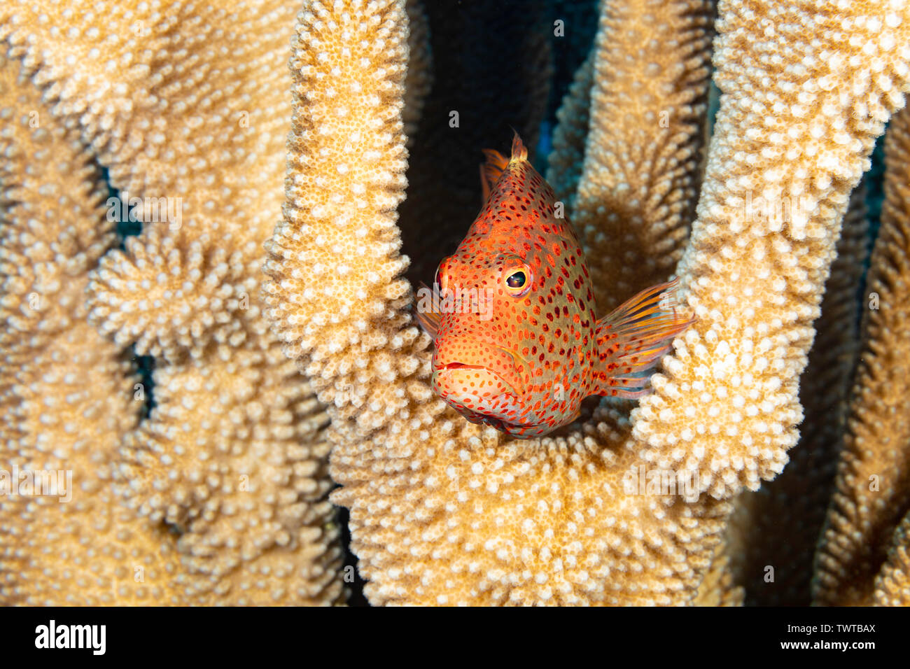 Typical of this family the blackside hawkfish, Paracirrhites forsteri ...
