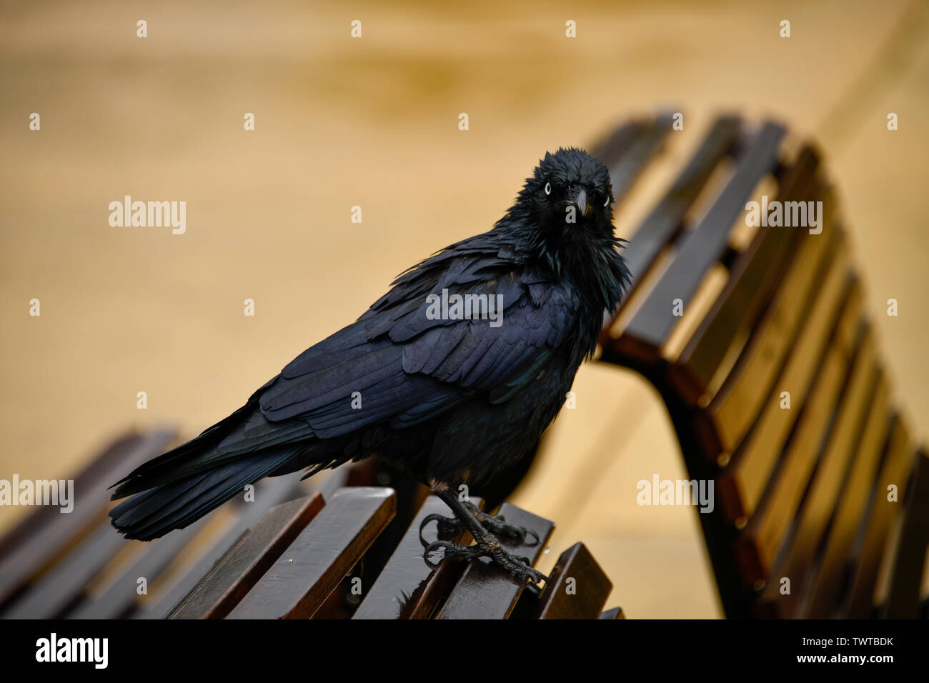 Raven on Park Bench Stock Photo - Alamy