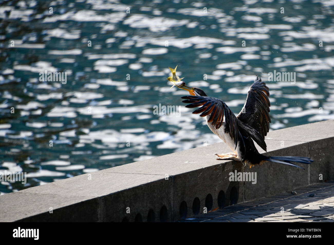 Australian bell bird hi-res stock photography and images - Alamy