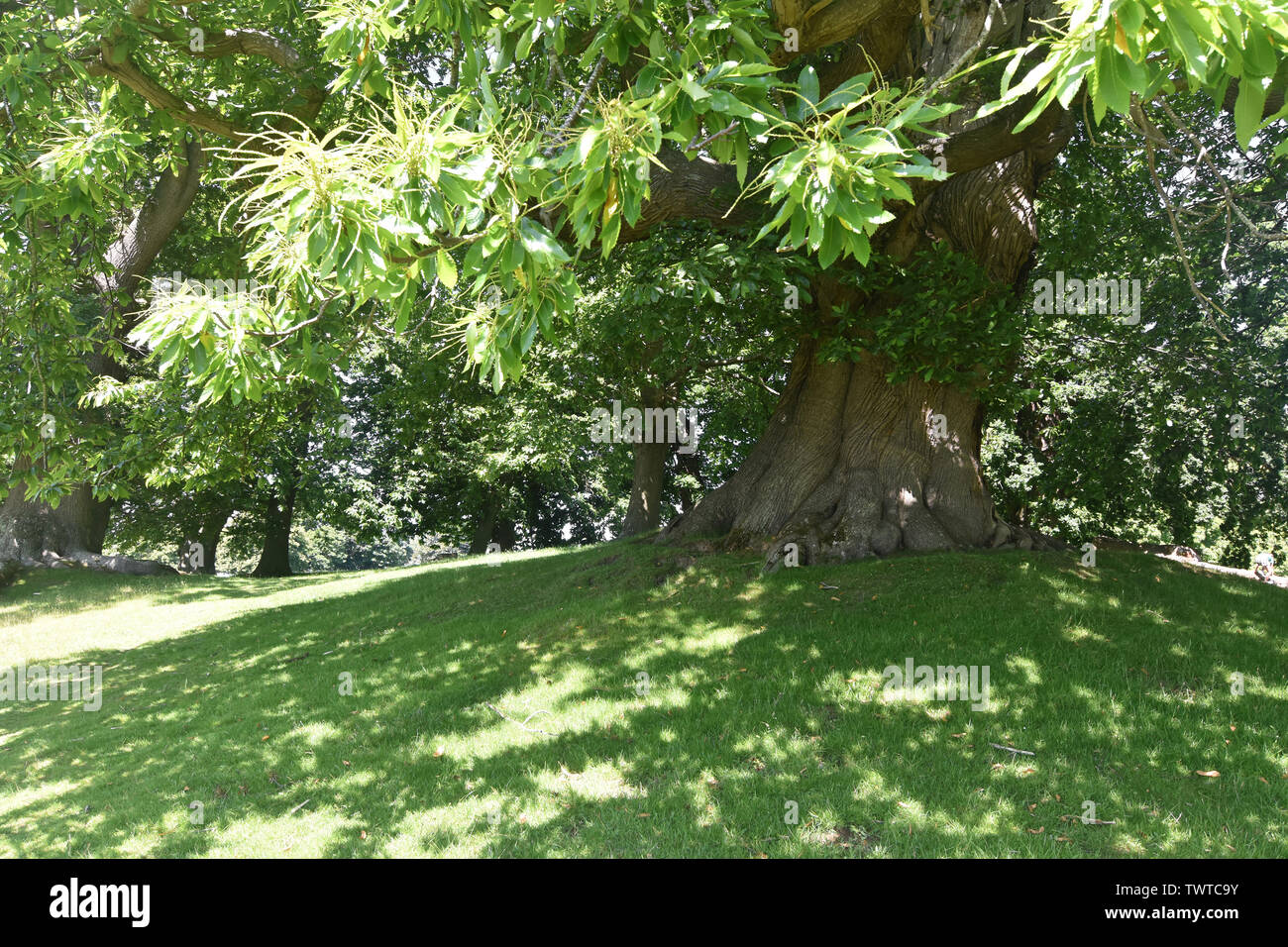 Ancient Chestnut Trees walk in Petworth Park, West Sussex, England ...