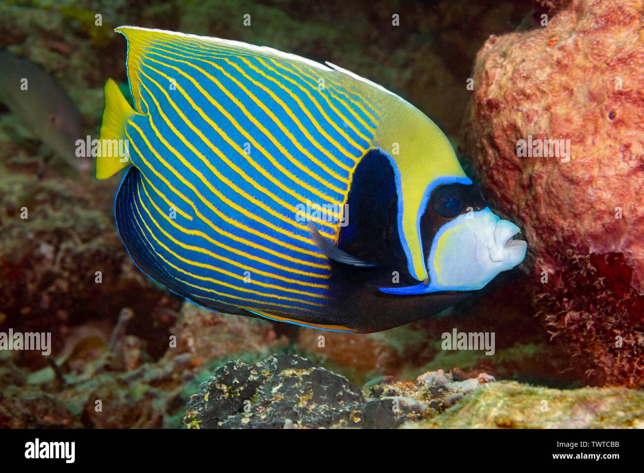The Emperor Angelfish, Pomacanthus imperator, can produce a loud ...