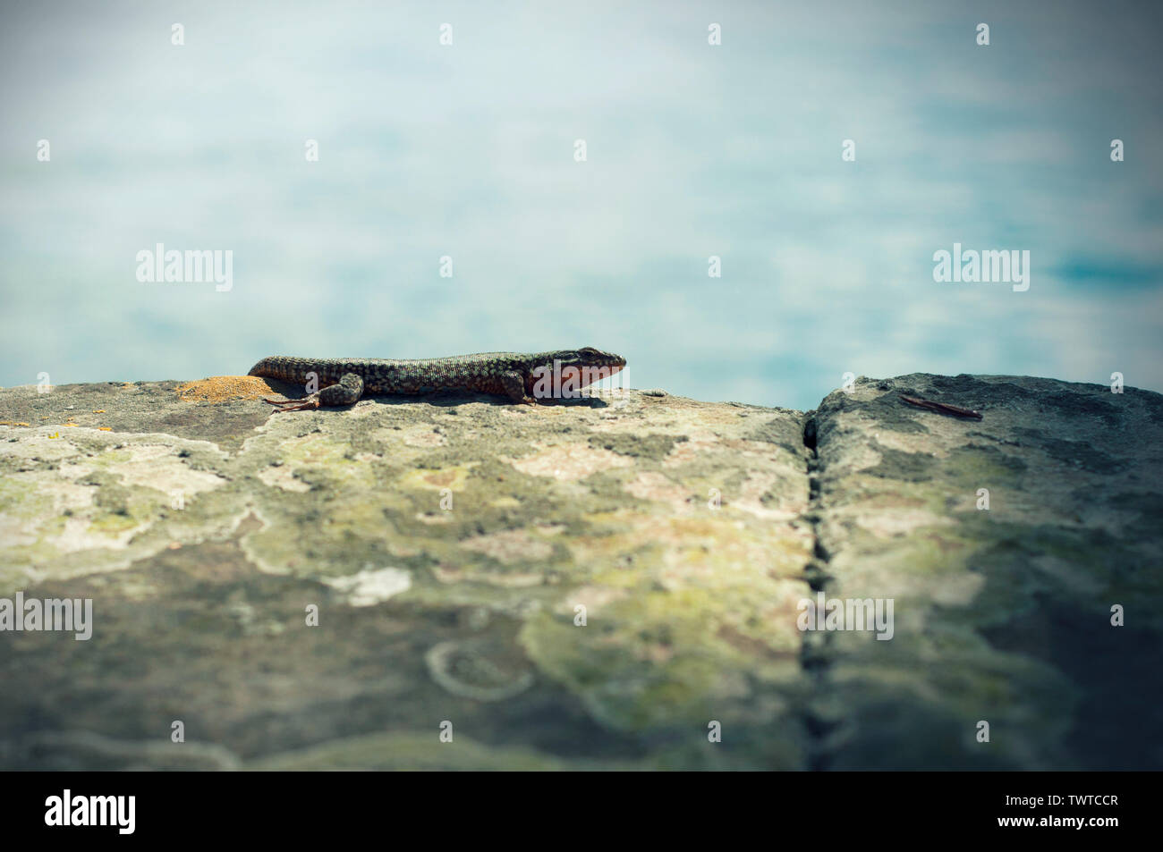 Anole lizards water hi-res stock photography and images - Alamy