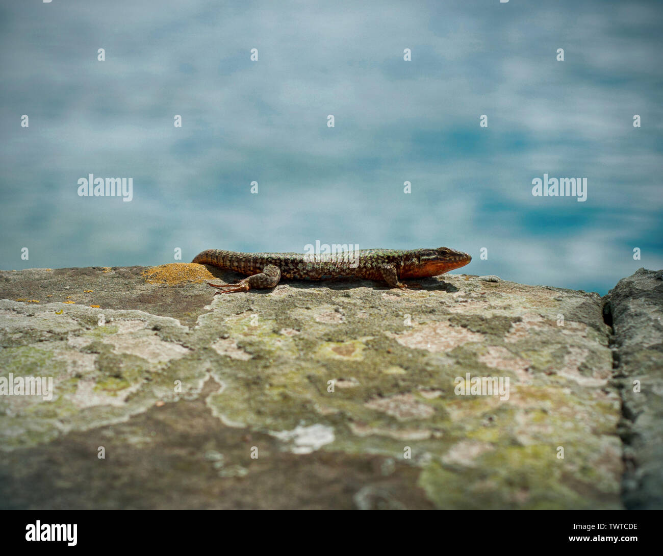 Anole lizards water hi-res stock photography and images - Alamy