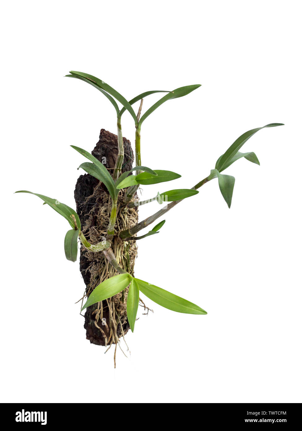 White path moss hi-res stock photography and images - Alamy