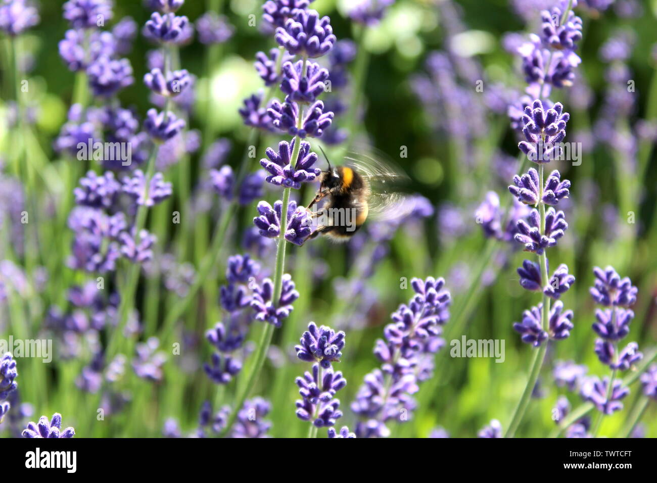 Pollenating uk hi-res stock photography and images - Alamy