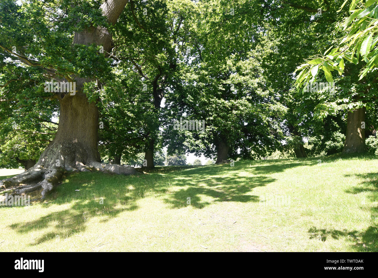 Ancient Chestnut Trees walk in Petworth Park, West Sussex, England ...