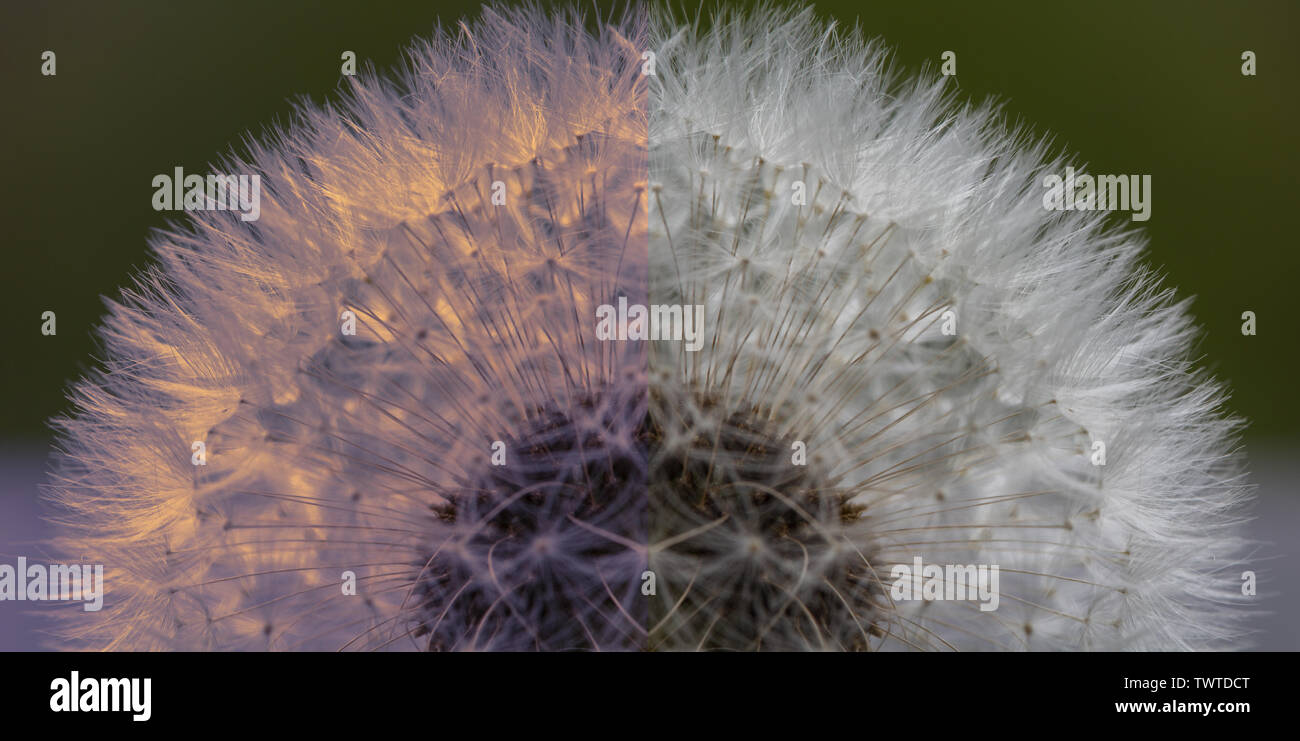 Dandelion with two different colored screens Stock Photo - Alamy