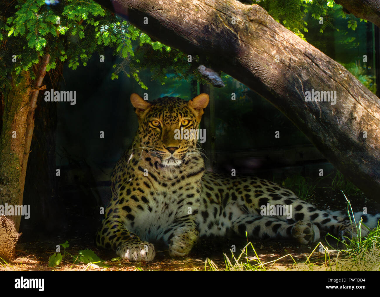 The persian leopard retreats into the shadows Stock Photo - Alamy