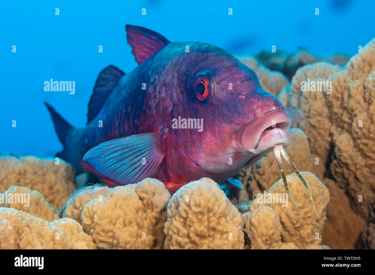 Island goatfish hi-res stock photography and images - Alamy