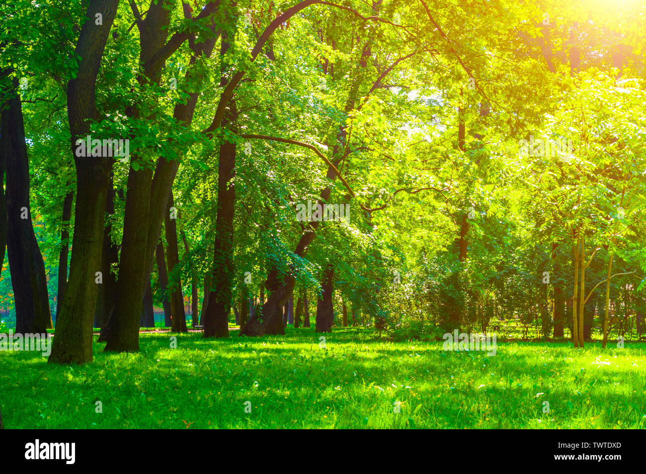 Summer park landscape in sunny weather - park trees and narrow path lit ...