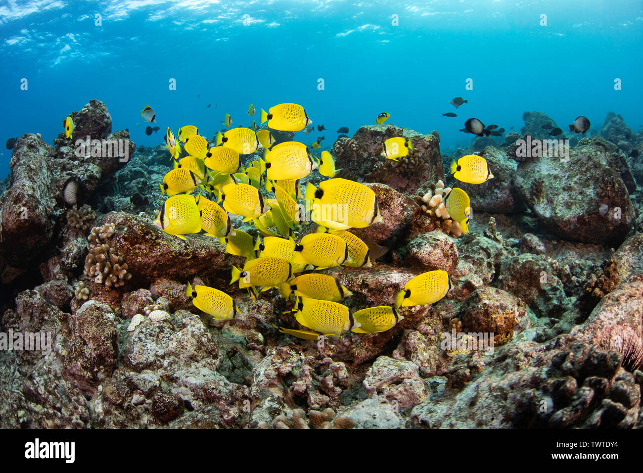 Schooling milletseed butterflyfish, Chaetodon miliaris, endemic. Hawaii ...