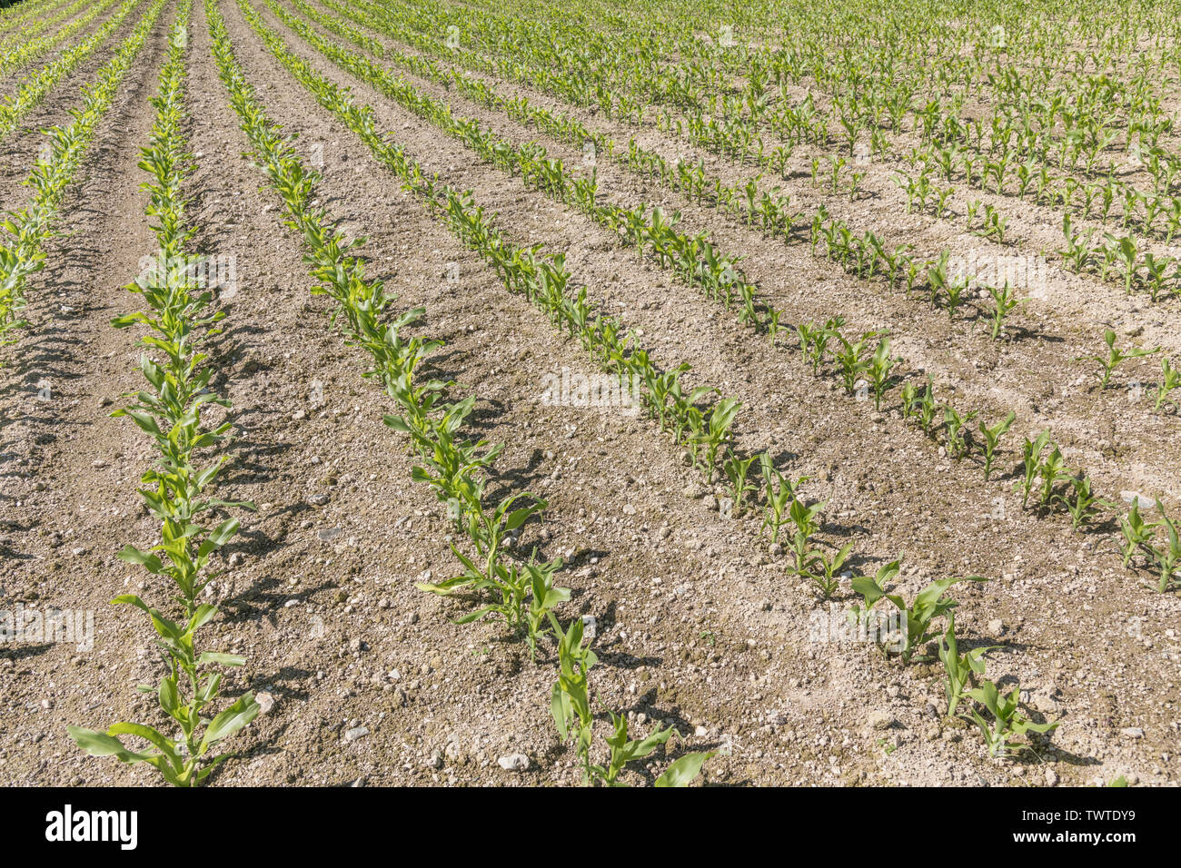 Maize crop hi-res stock photography and images - Alamy