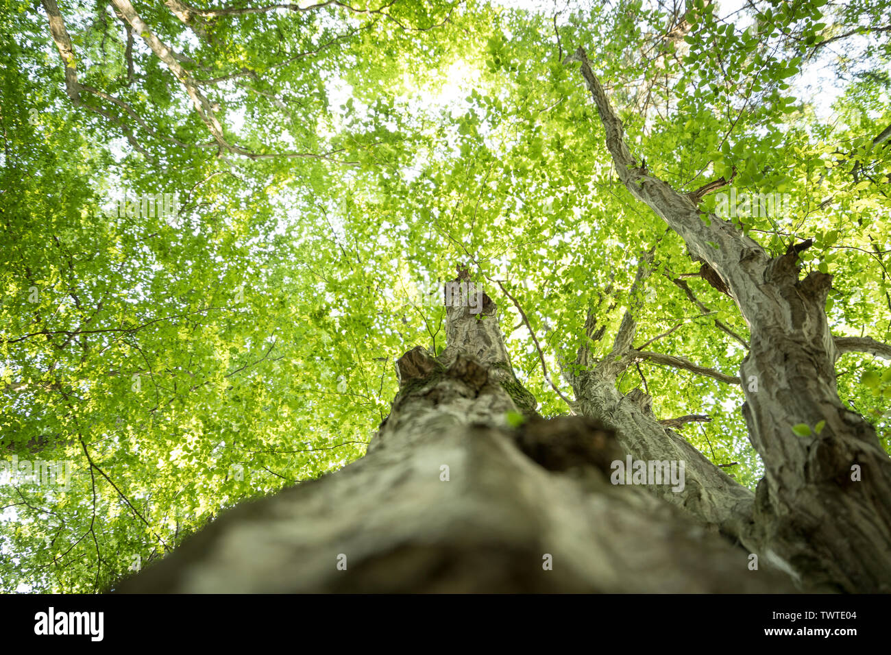 Impressive tree trunk, close up picture, blurry background Stock Photo ...