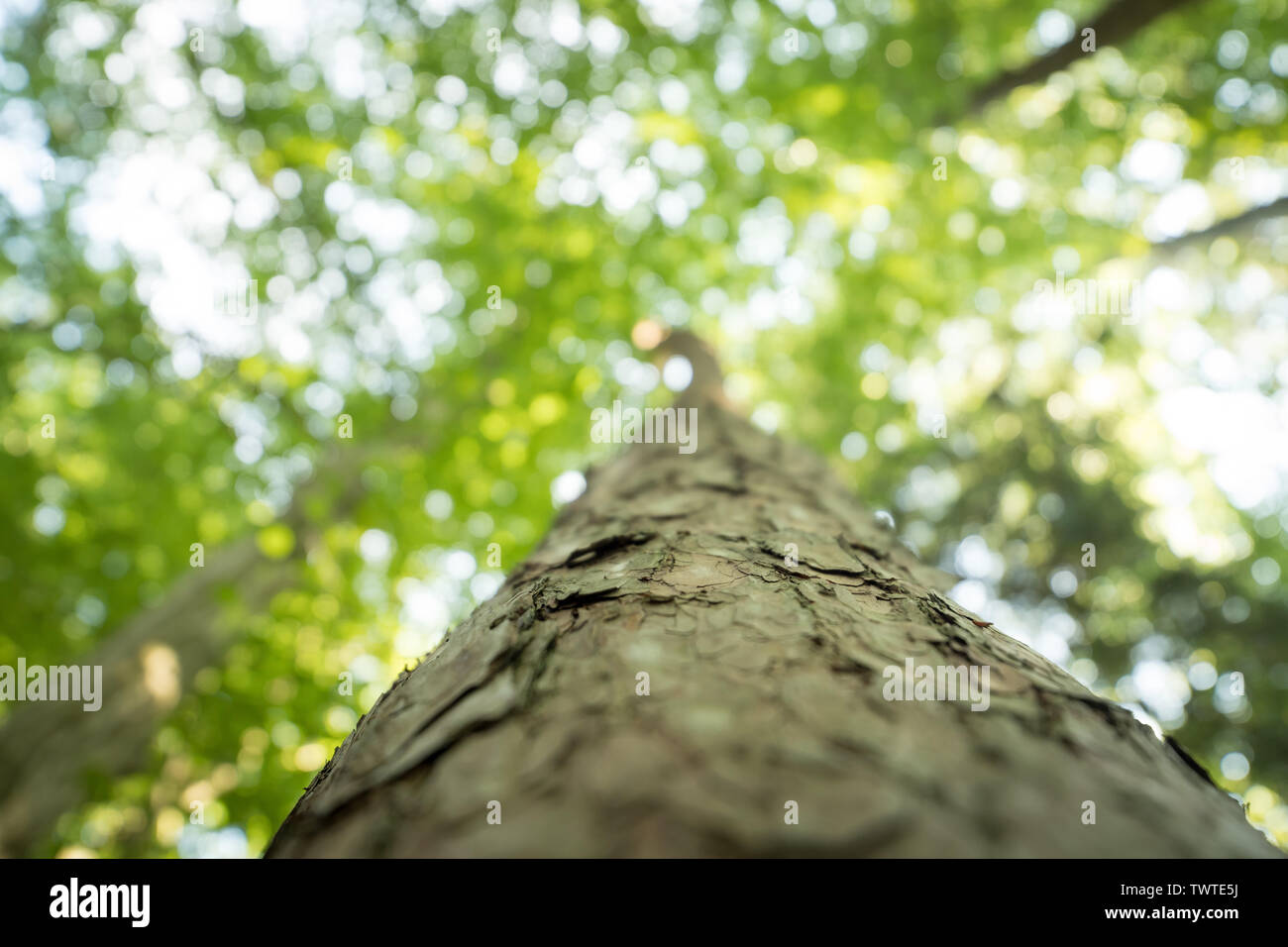 Impressive tree trunk, close up picture, blurry background Stock Photo ...