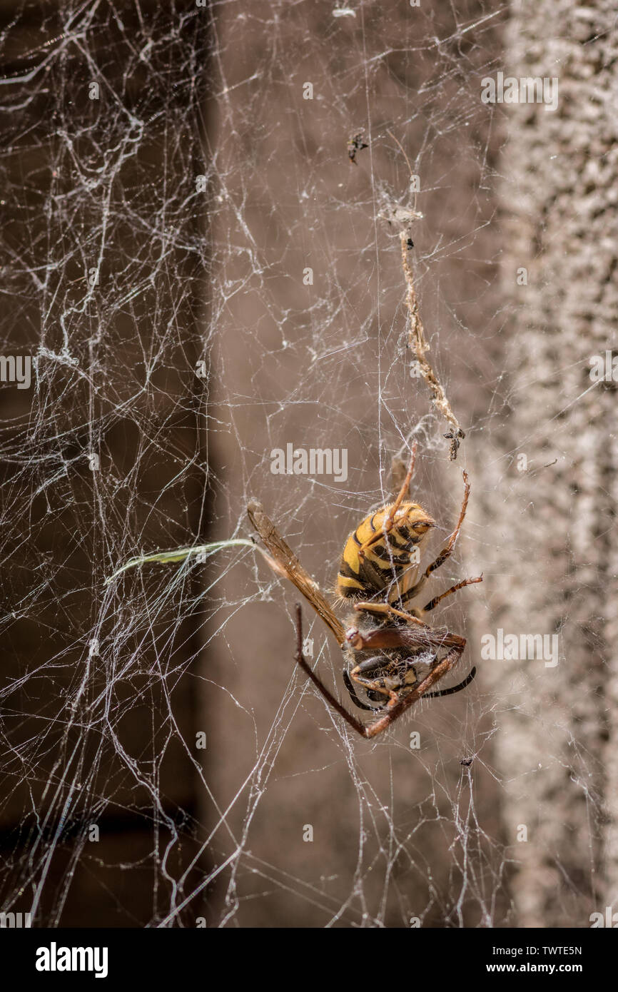 Dead wasp hanging in damaged spider's web, in sunlighht against blurred ...