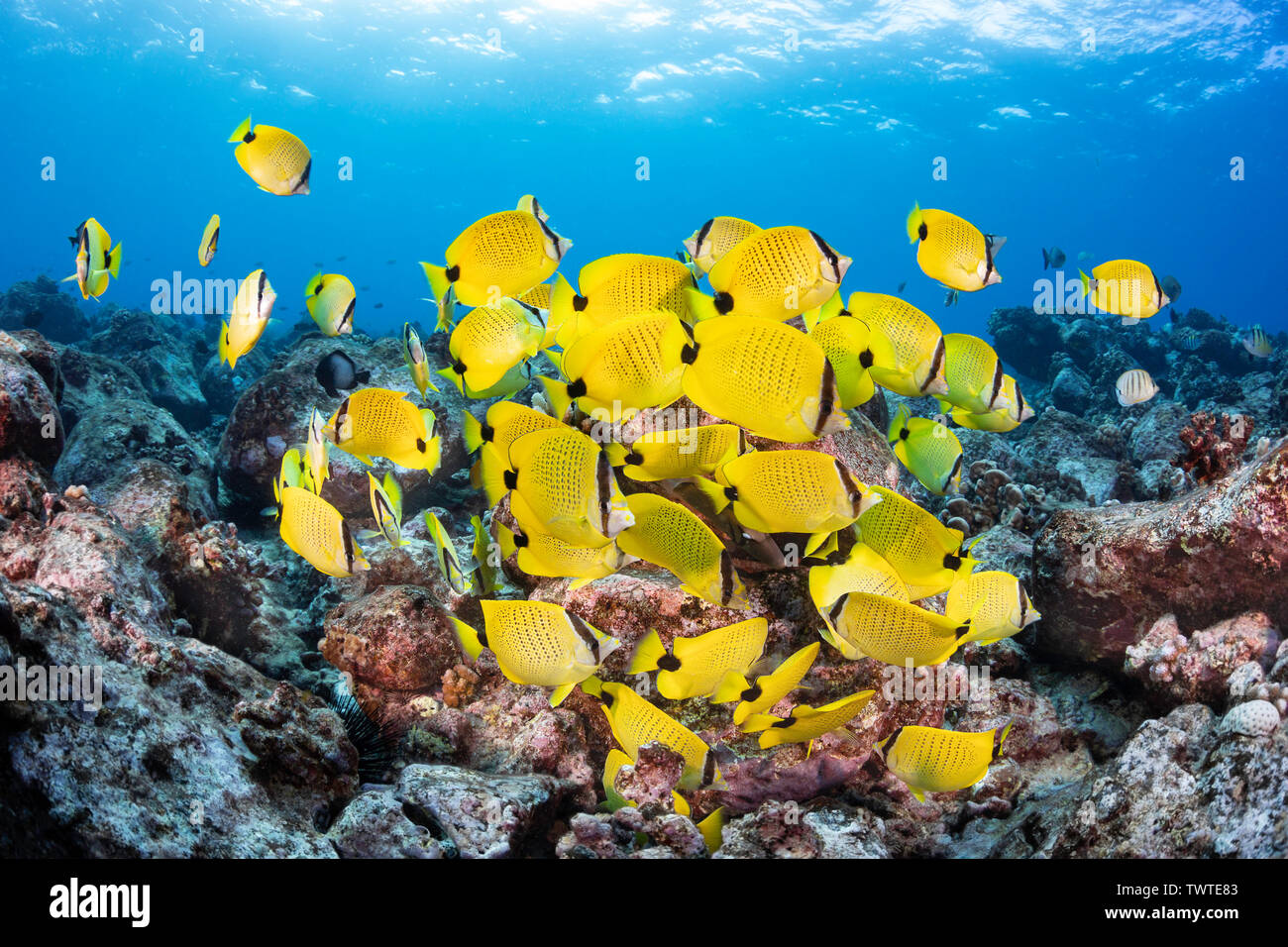 Schooling milletseed butterflyfish, Chaetodon miliaris, endemic. Hawaii ...