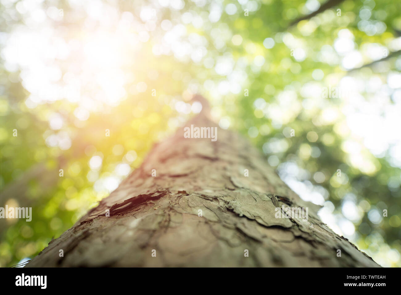 Impressive tree trunk, close up picture, blurry background Stock Photo ...