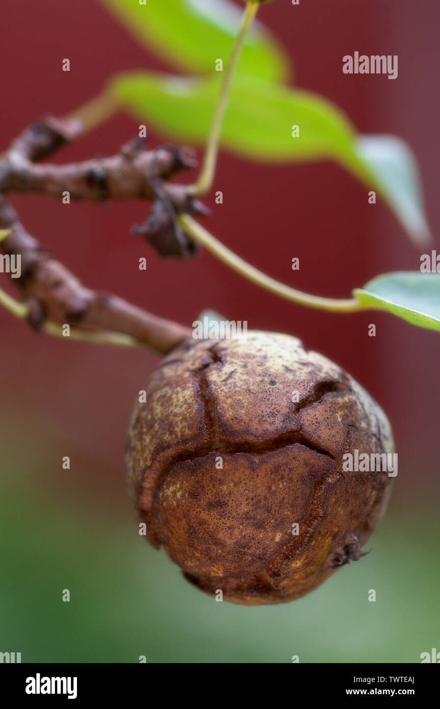 Shrivel shriveled hi-res stock photography and images - Alamy