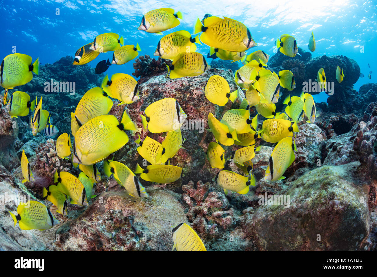 Schooling milletseed butterflyfish, Chaetodon miliaris, endemic. Hawaii ...