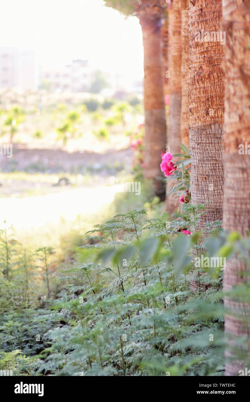Alamy flower photography hi-res stock photography and images - Alamy
