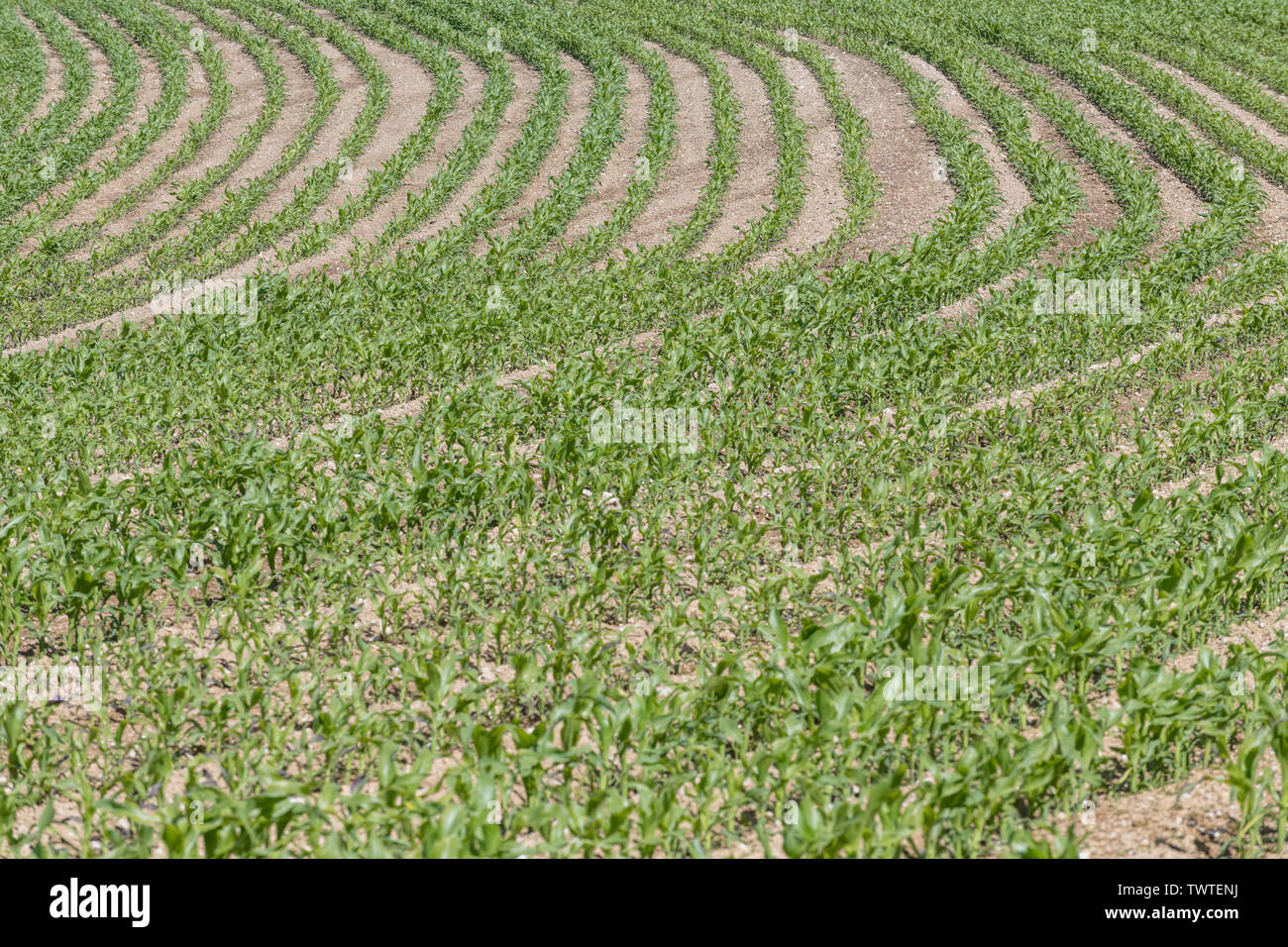 Rows of young maize / sweetcorn / Zea mays in Cornwall. For shoots of ...