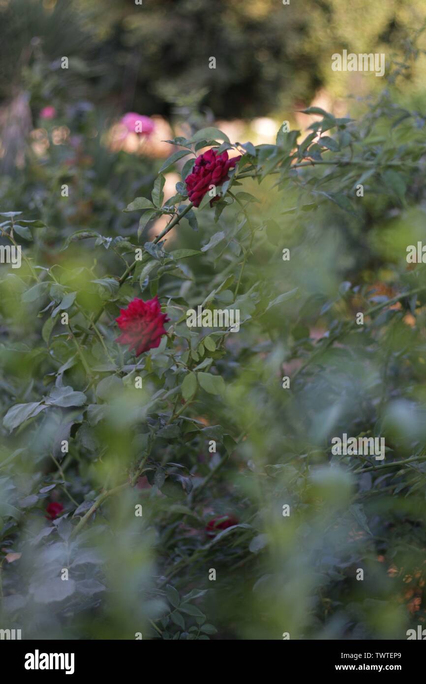 Nature red flowers Stock Photo - Alamy
