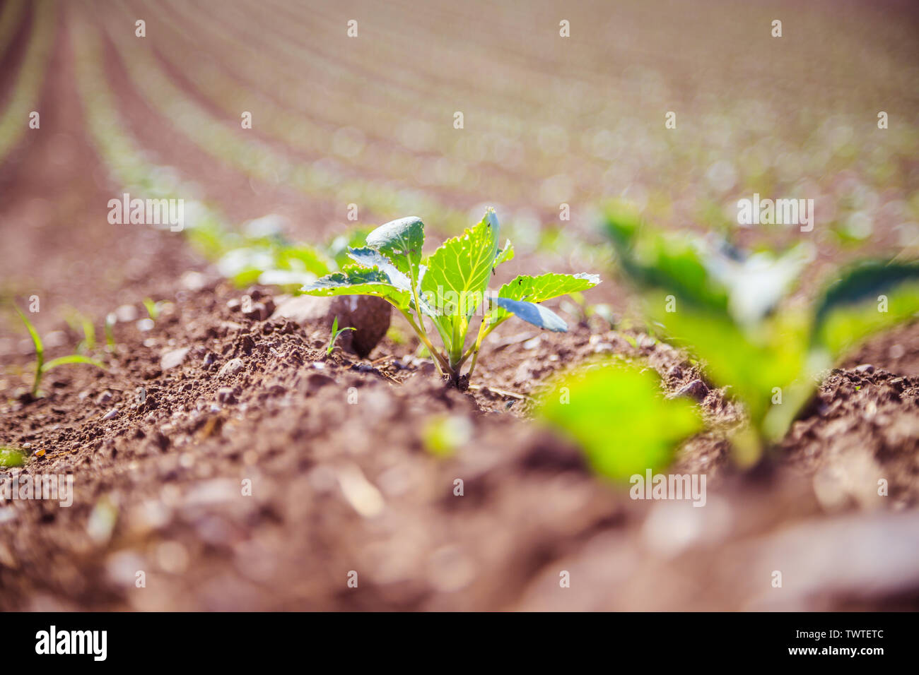 Monocropping hi-res stock photography and images - Alamy