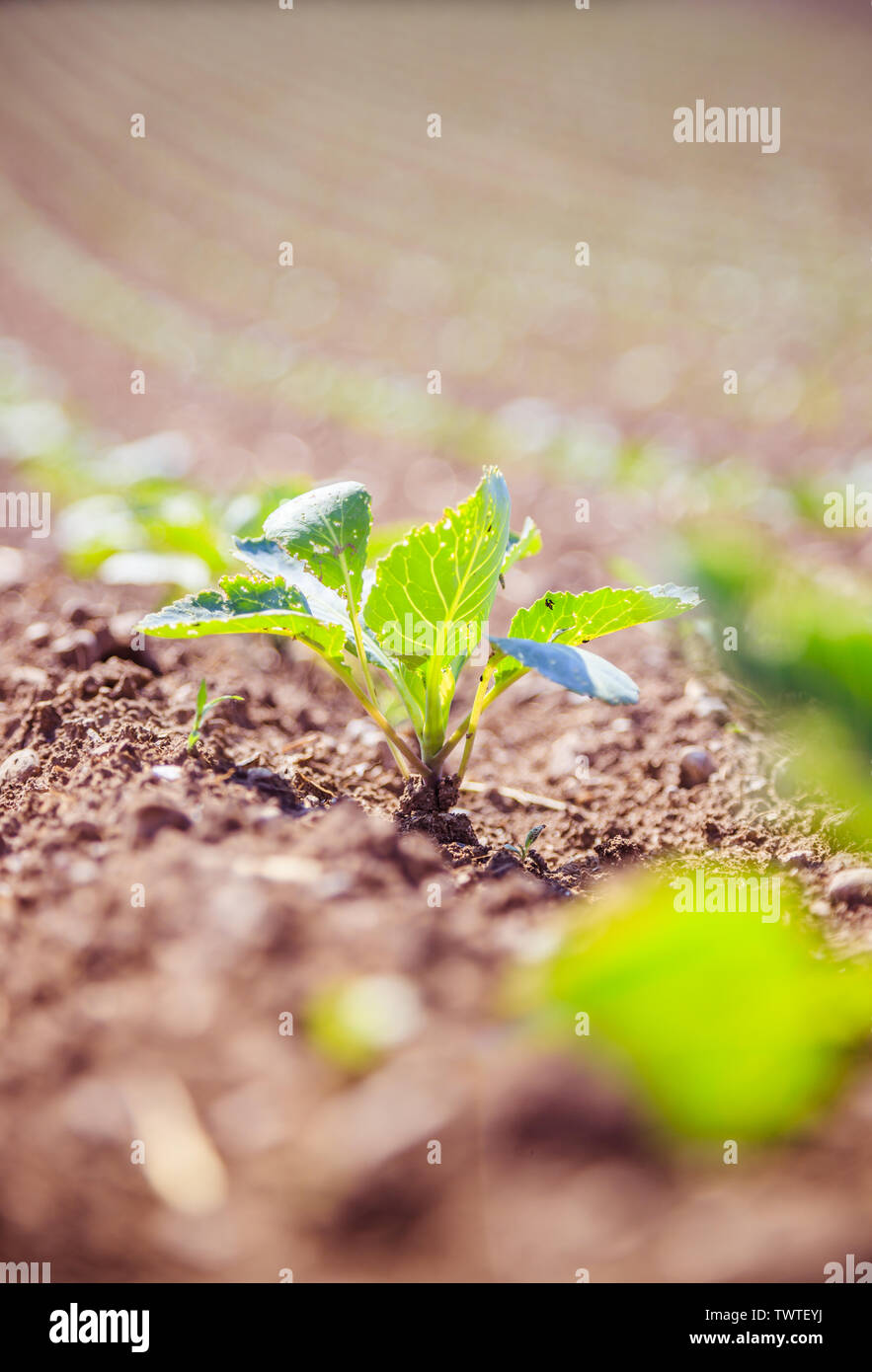 Fresh, green and fertile agriculture plants, grass Stock Photo - Alamy