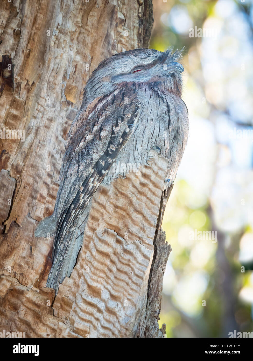The Tawny Frogmouth (Podargus strigoides) is an Australian species of ...