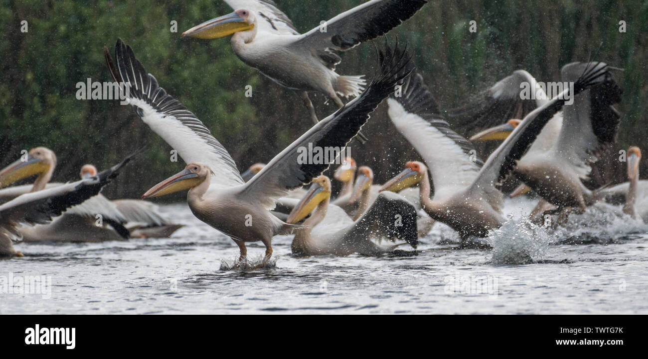 Isolated close up of white pelican flock taking off in the rain at the ...