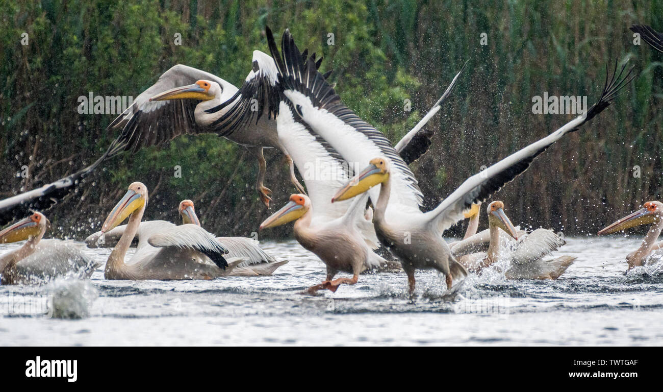 Isolated close up of white pelican flock taking off in the rain at the ...