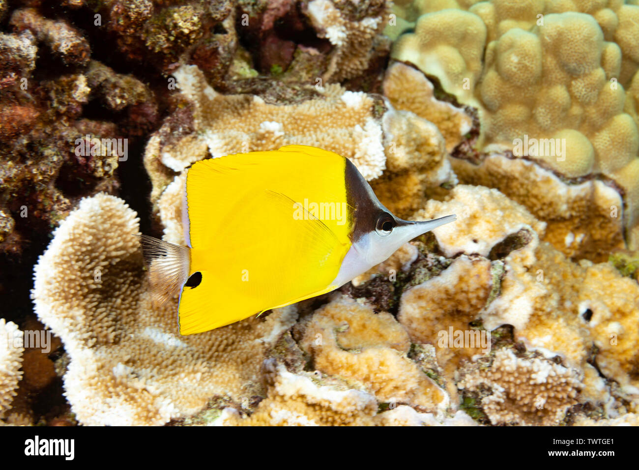The forcepsfish or longnose butterflyfish, Forcipiger flavissimus, has ...