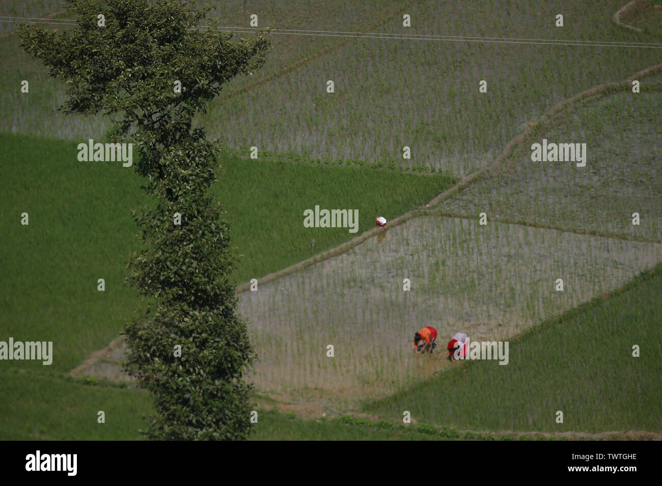 Lalitpur, Nepal. 23rd June, 2019. Farmers plant rice at paddy fields ...