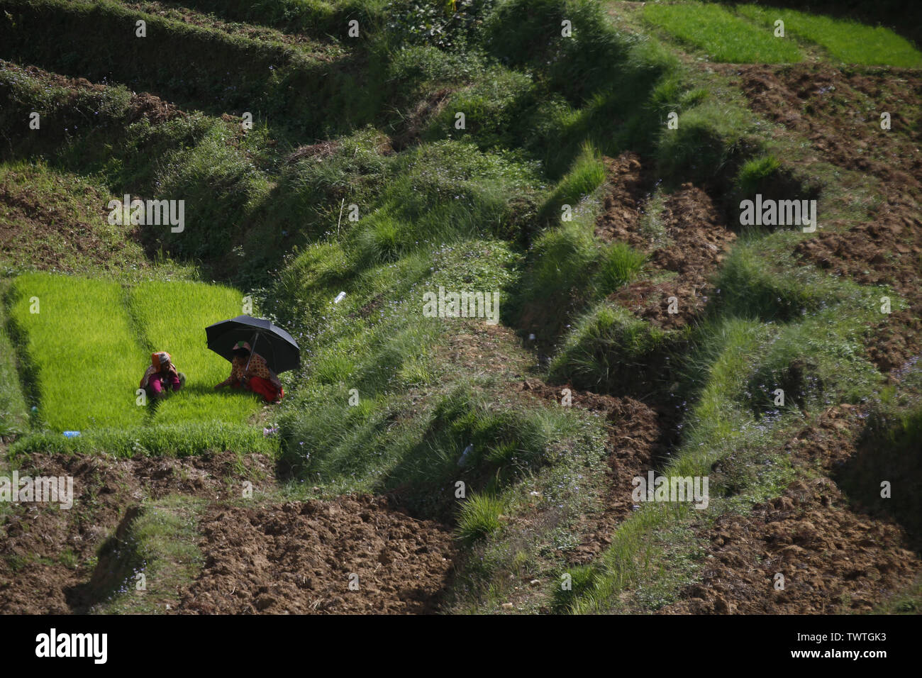 Lalitpur, Nepal. 23rd June, 2019. Farmers plant rice at paddy fields ...