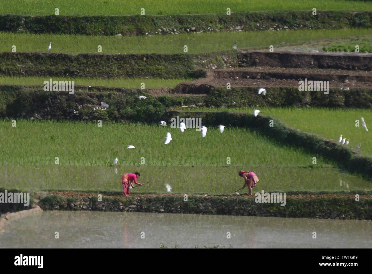 Lalitpur, Nepal. 23rd June, 2019. Farmers plant rice at paddy fields ...