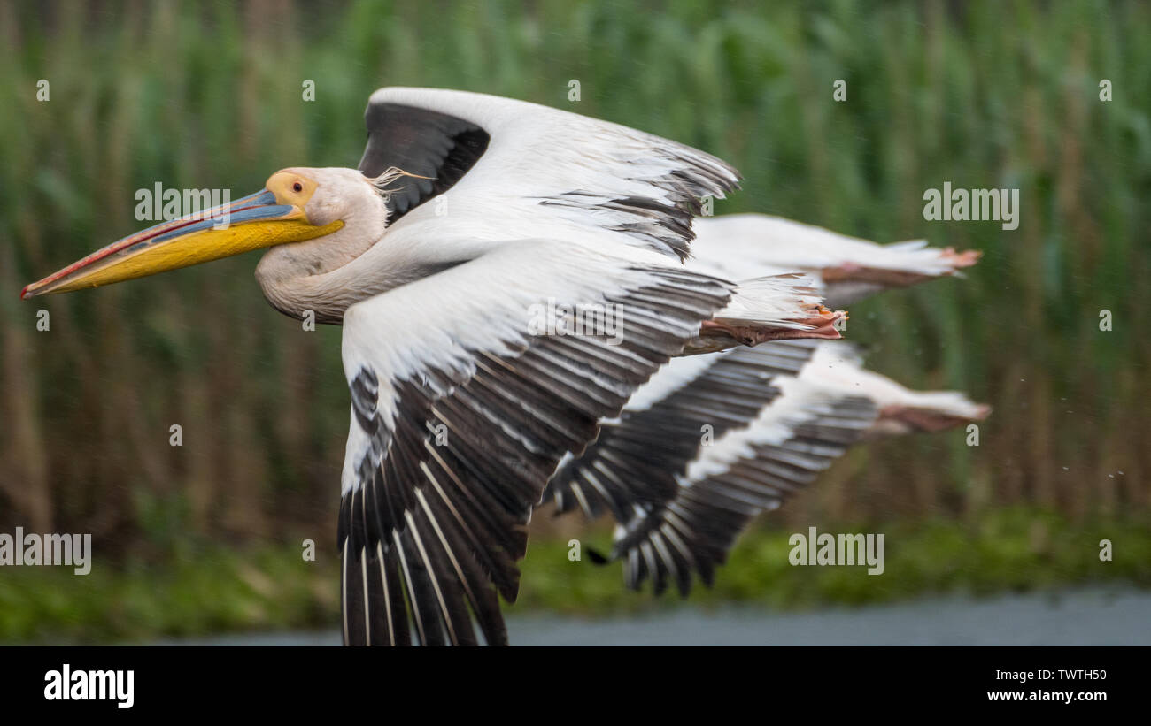 Isolated close up of white pelican flock taking off in the rain at the ...