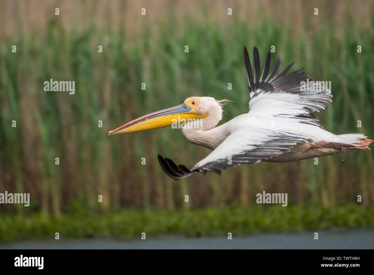 Isolated close up of white pelican flock taking off in the rain at the ...