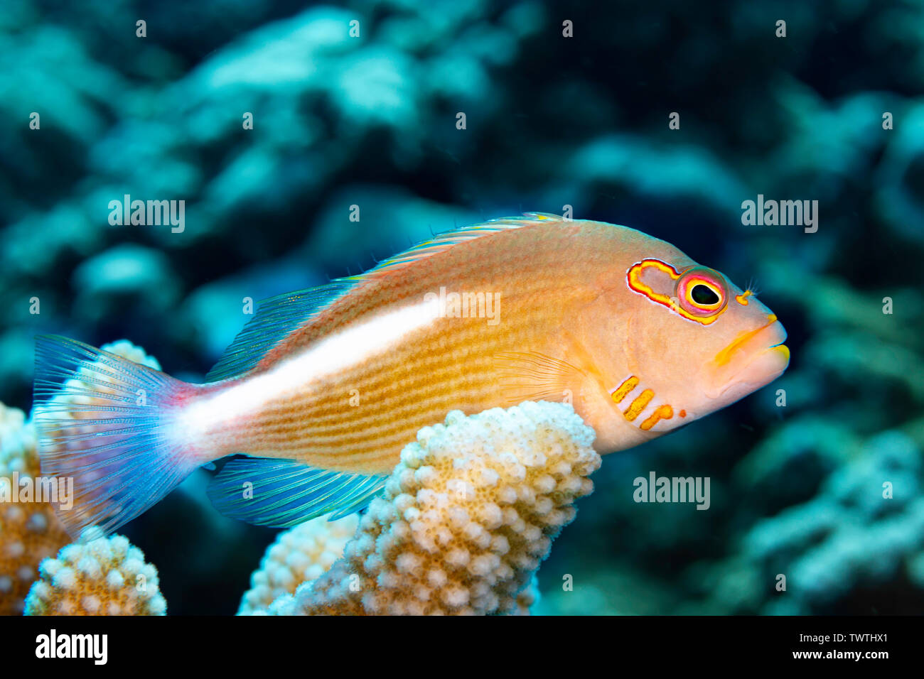 The arc-eye hawkfish, Paracirrhites arcatus, are voracious eaters and ...