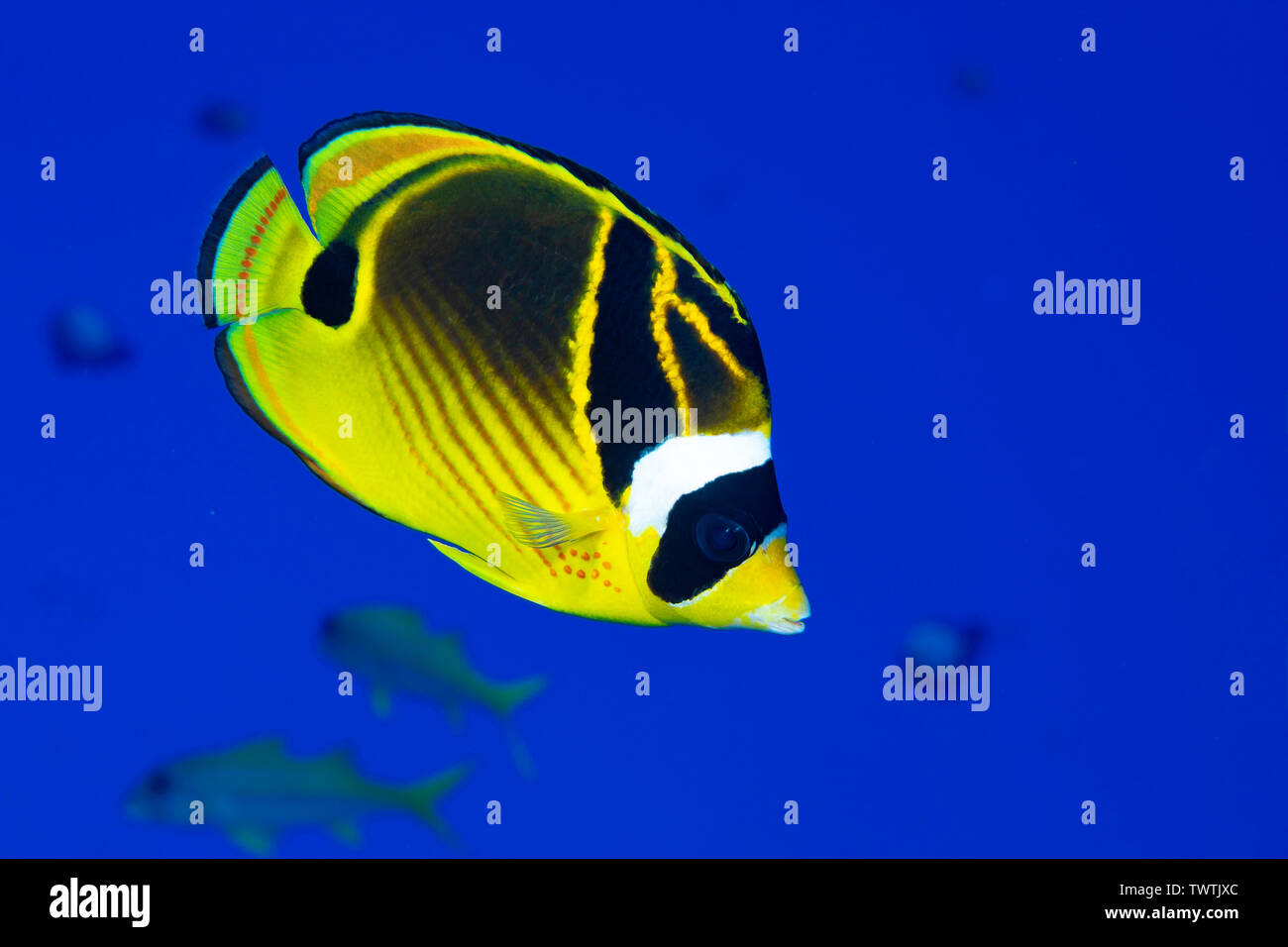 Underwaterpicture hi-res stock photography and images - Alamy