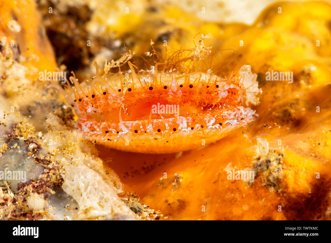 This member of the Pectinidae family is one of five species of scallops ...