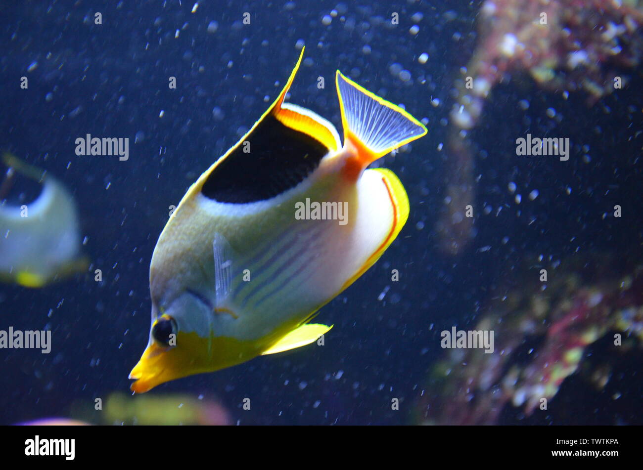 Tropical fish in aquarium Stock Photo - Alamy