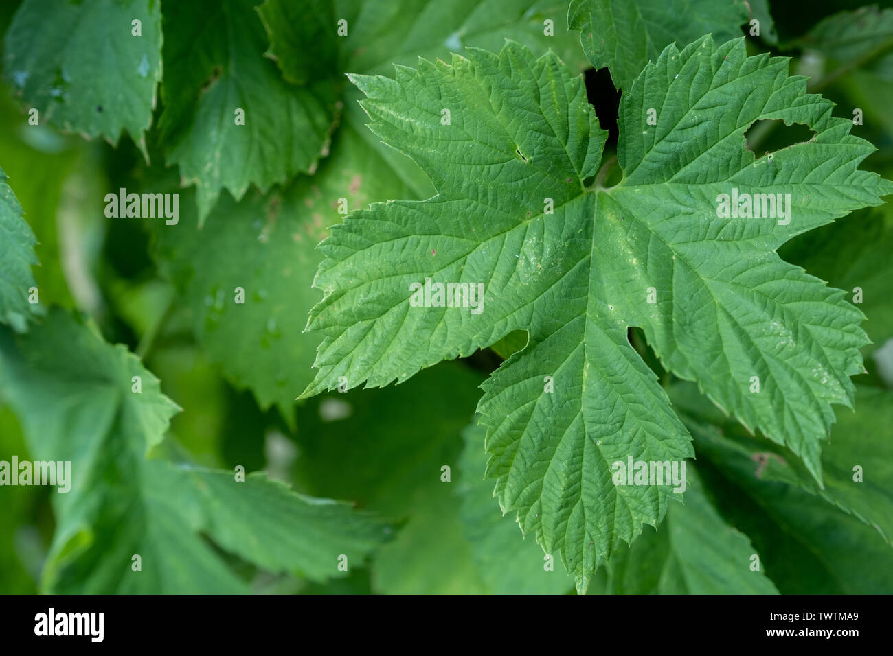 leaf of Green Hop bush, Humulus lupulus Stock Photo - Alamy