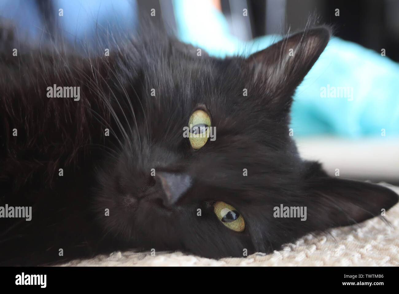 Headshot of a black cat hi-res stock photography and images - Alamy