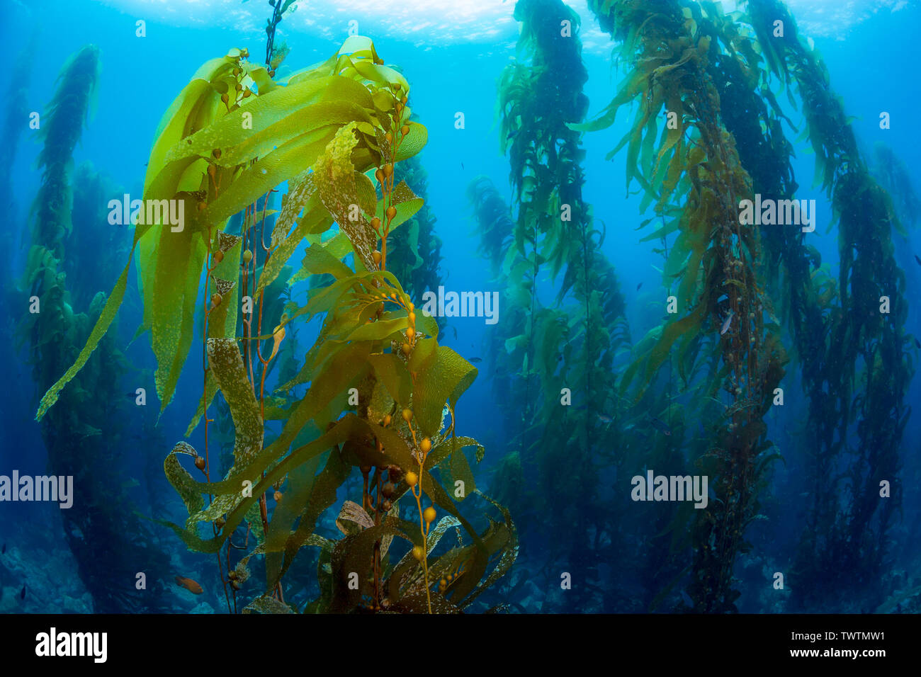 Sunlight through a forest of giant kelp, Macrocystis pyrifera, off ...